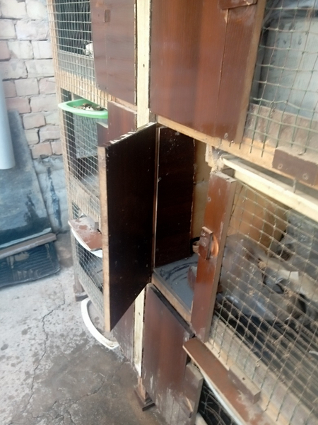 Куен катак  хуроз катак quyon katak xo'roz katak