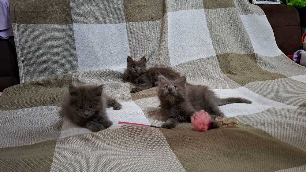 Продаю котят Майн кун чистокровные