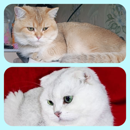 Вязка кот Шиншилла