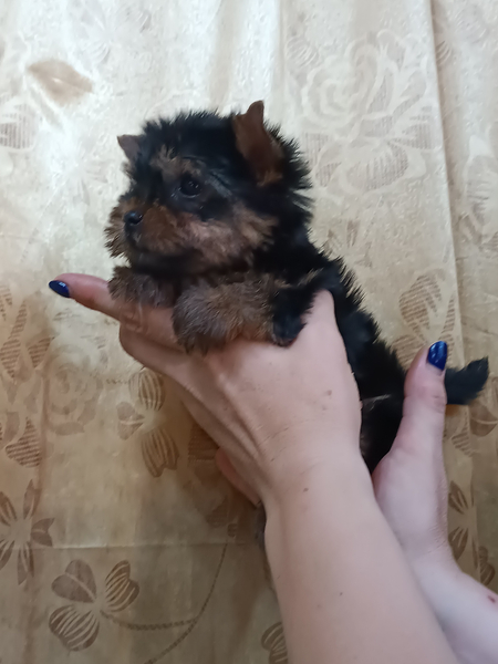 Щенки йорка клубные