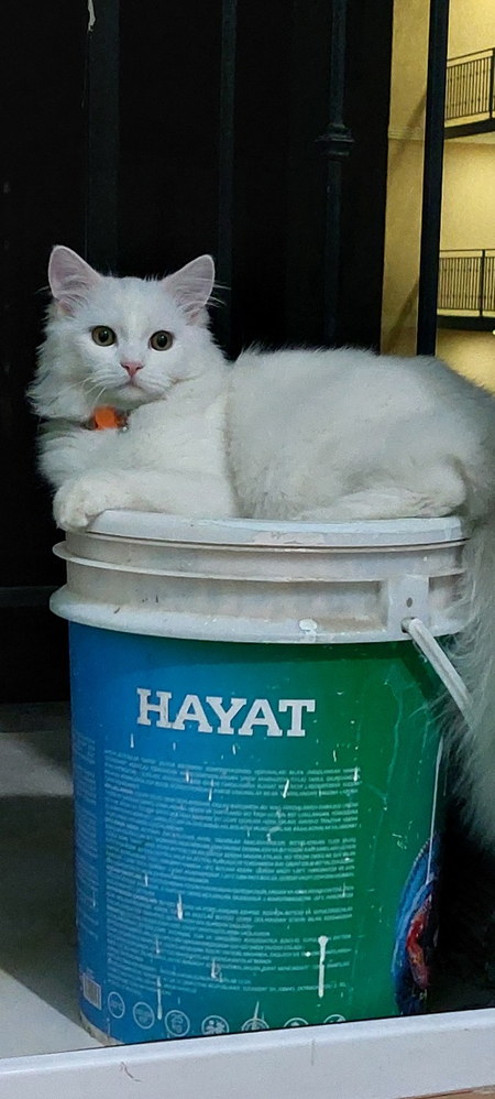 Продам кот турецкая ангора