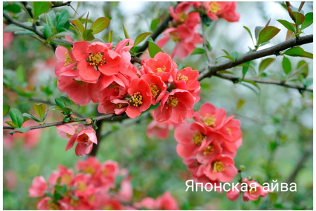 Продаю каприфоль жимолость душистая, айва японская, дрок испанский,