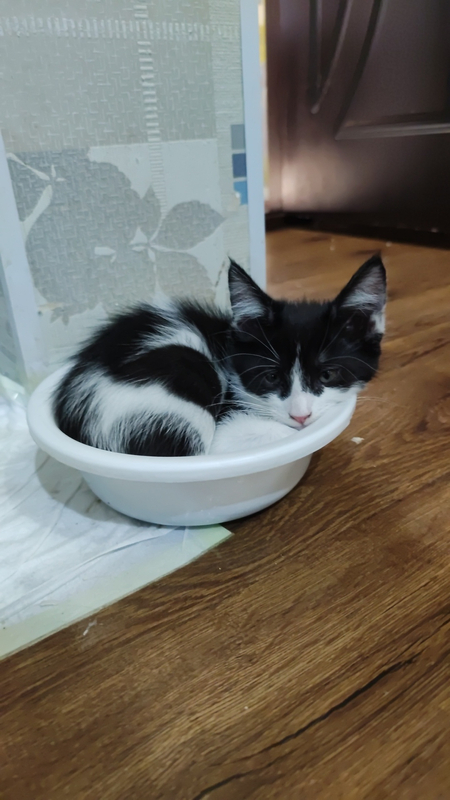 Мей Кун котята черный и черно белый