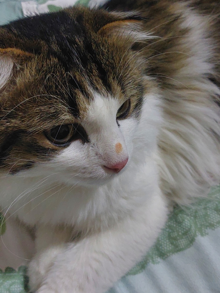 Котят скотиш фолд Mushuk skotish fold