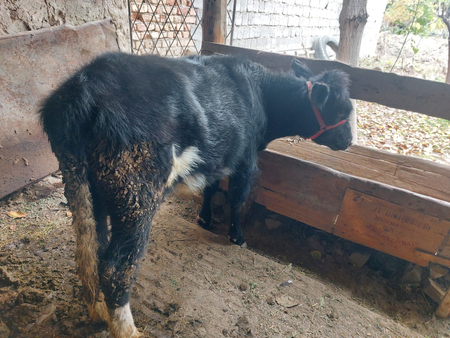 Mollar sotiladi srochna ikkovi bir joyga