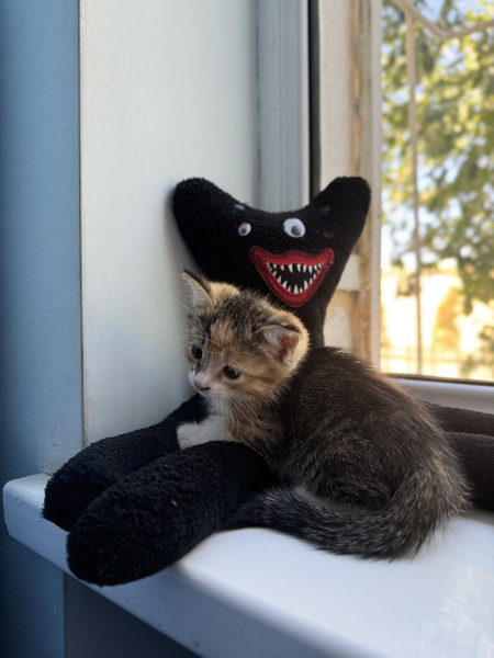 Котята ждут именно тебя