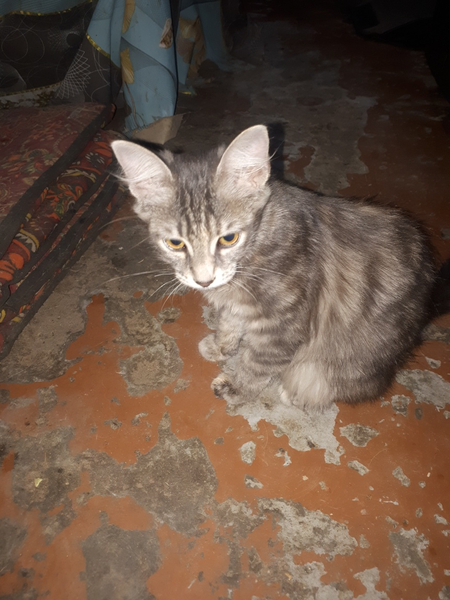 Отдам бесплатно кошки