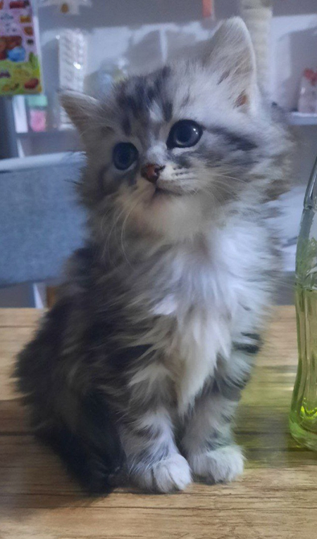 Шотландский прямоухий котёнок