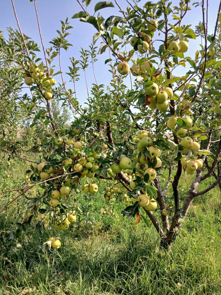 Olma sotiladi goldin krimson 5-6 yana