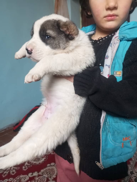 Panda linya 20 kunlik kuchuklar sotiladi