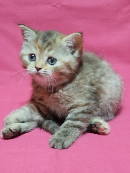 Продам котят, скотиш страйт и скотиш фолд.