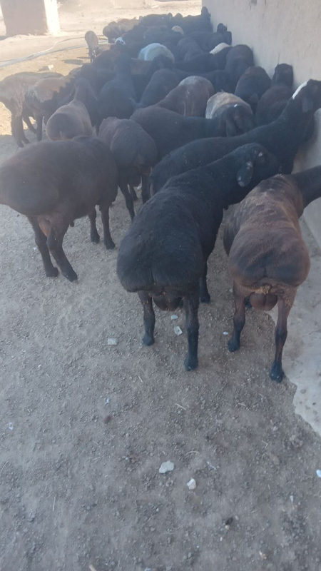 Quzi quchqorlar sotiladi