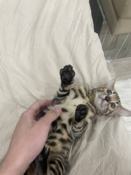 Продается чистокровный бенгальский котенок