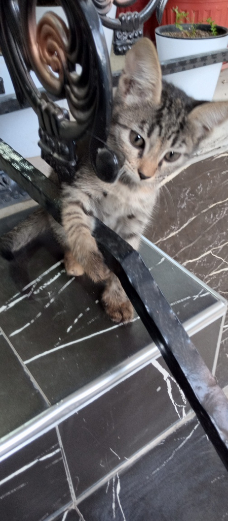 Отдам даром домашных котят