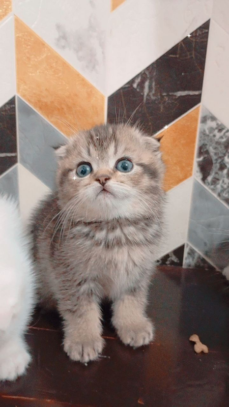 Кошка  Mushuklar