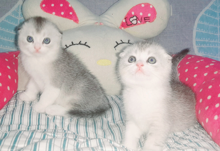 Котята скоттиш фолд