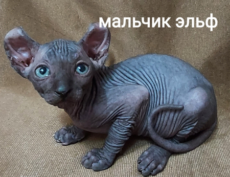Канадский сфинкс