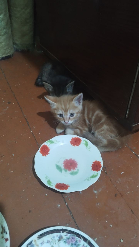 Отдам котят в хорошие руки