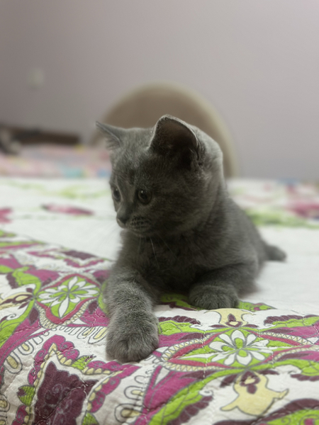 Чистокровные котята.
