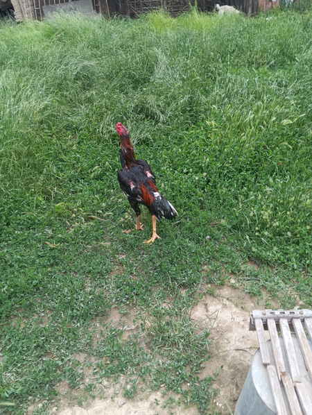 Boboqi xoroz sotiladi