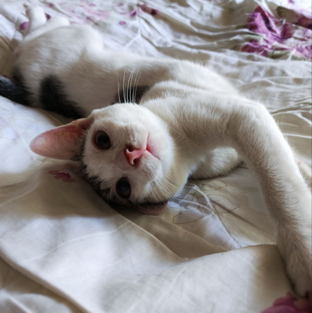 Отдаю котенка в хорошие руки !