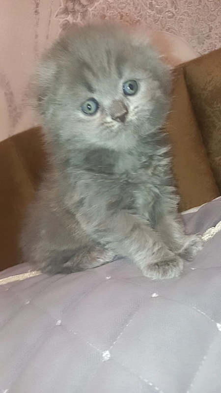 Продам котят фолды
