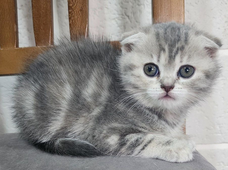 Скотиш фолд 1.5 ойлик