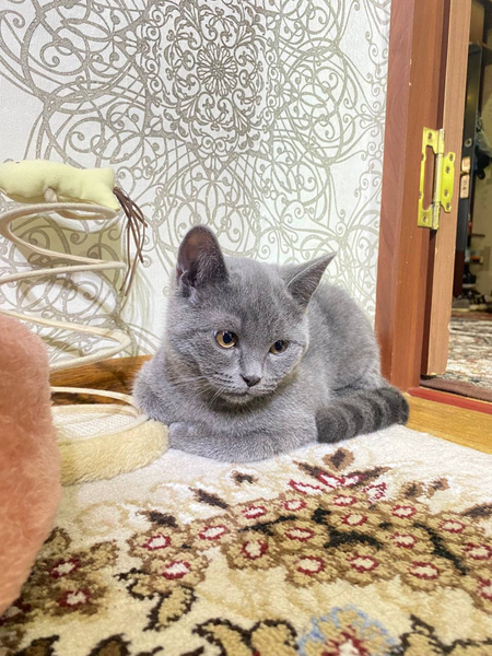 Мушук. Кошка