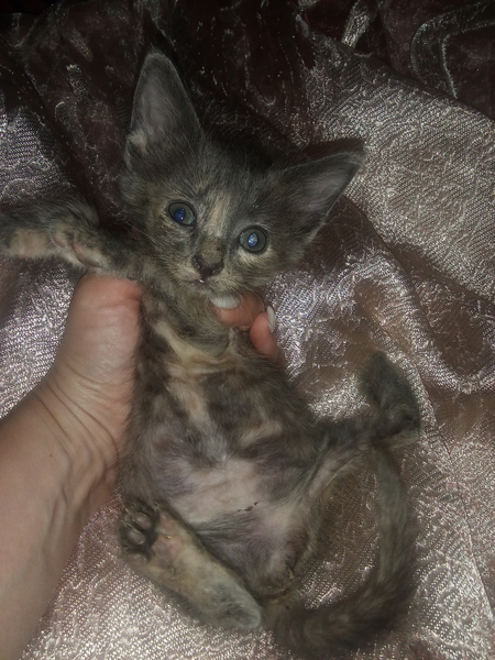Отдам котят в хорошие,добрые и ответственные руки, бесплатно! Кушают в