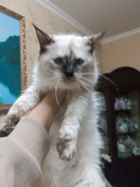 Балинизийкий котёнок!