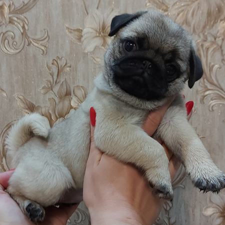 продаются щенки мопса