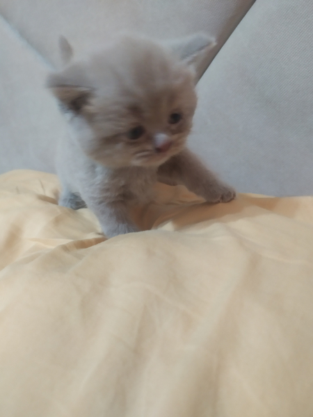 Скотиш страйт и фолд