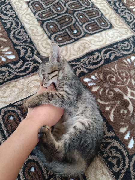 Отдам в хорошие руки