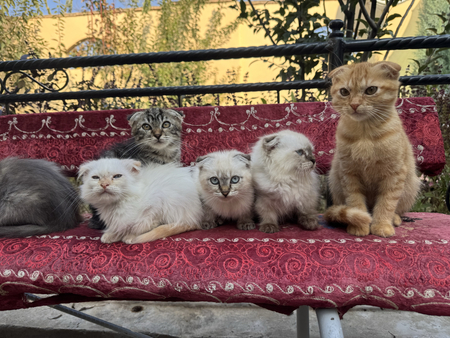 Замечательные веслоухие котята