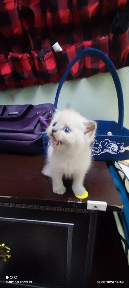 Котëнок. Мальчик. 1.5месяца. Страйт