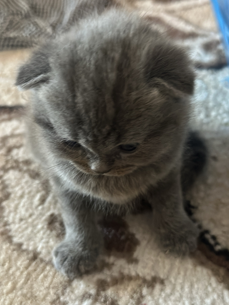 Скоттиш Фольд
