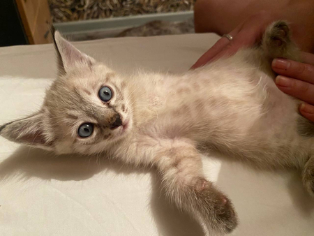 котята сиамские