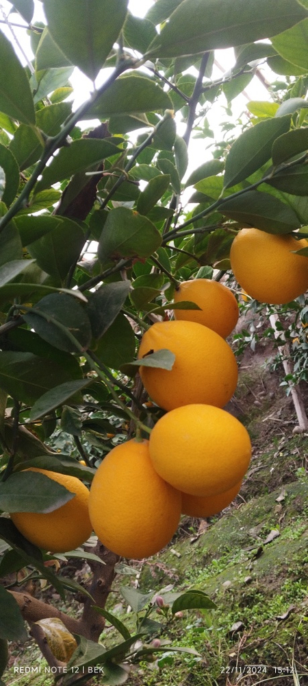 Limon. 300 kiloni atrofida bor