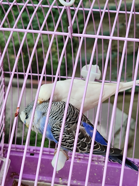 Popugaychiki tayyor par PodChex + oq albinos(qizil koʻzli)
