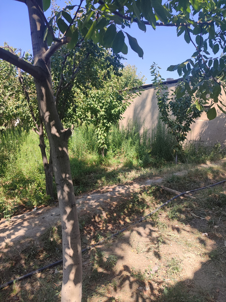 Yer uchaska sotiladi hovli badal mahallasida