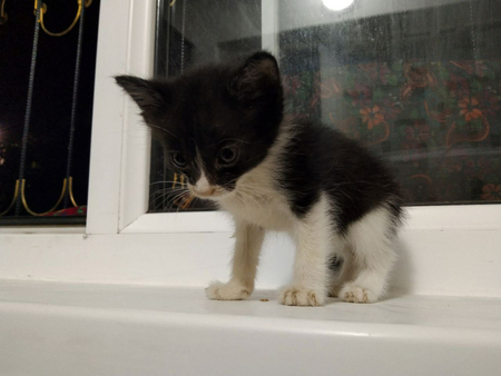 Маленький котенок
