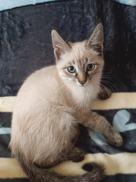Тайский котёнок!
