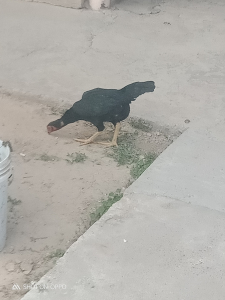 Toza boboqi tovuq 2 ta