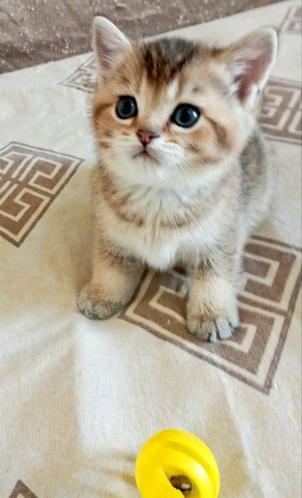 Шиншила девочка 1.5 мес