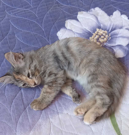 Отдам котёнка в хорошие руки