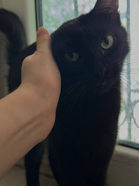 Кошка в добрые руки