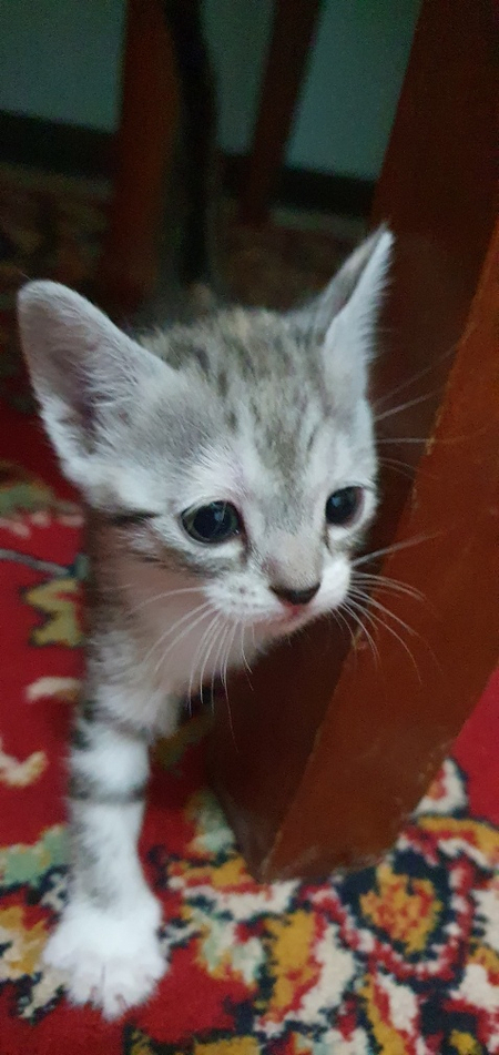 Отдам котят в хорошие руки