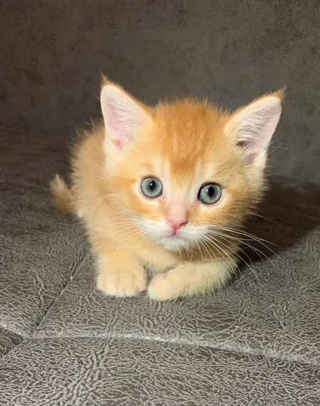 Котята очень ласковые и игривые