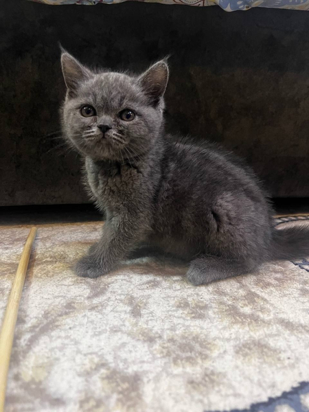 Скотиш страйт девочка