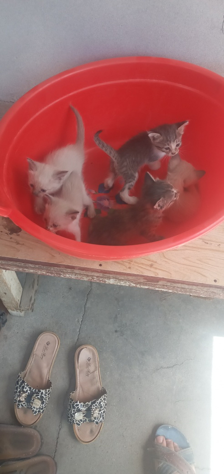 Котьята полутарамесячные